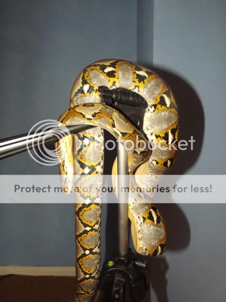 NE England - 2011 cb Female Normal Reticulated Python | Reptile Forums