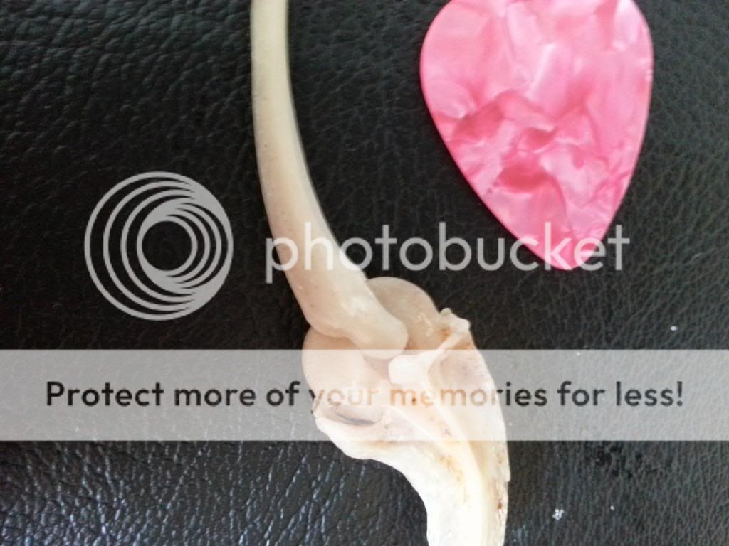 Pinna With Pterygiophore? - Fossil ID - The Fossil Forum