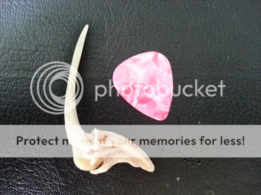 Pinna With Pterygiophore? - Fossil ID - The Fossil Forum