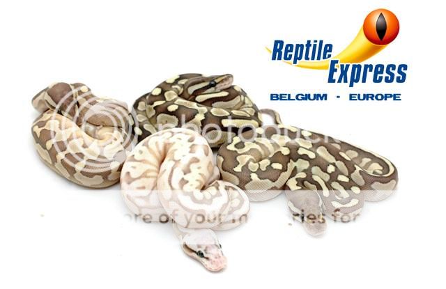 Europe - Python regius enchi calico piebald .. | Reptile Forums